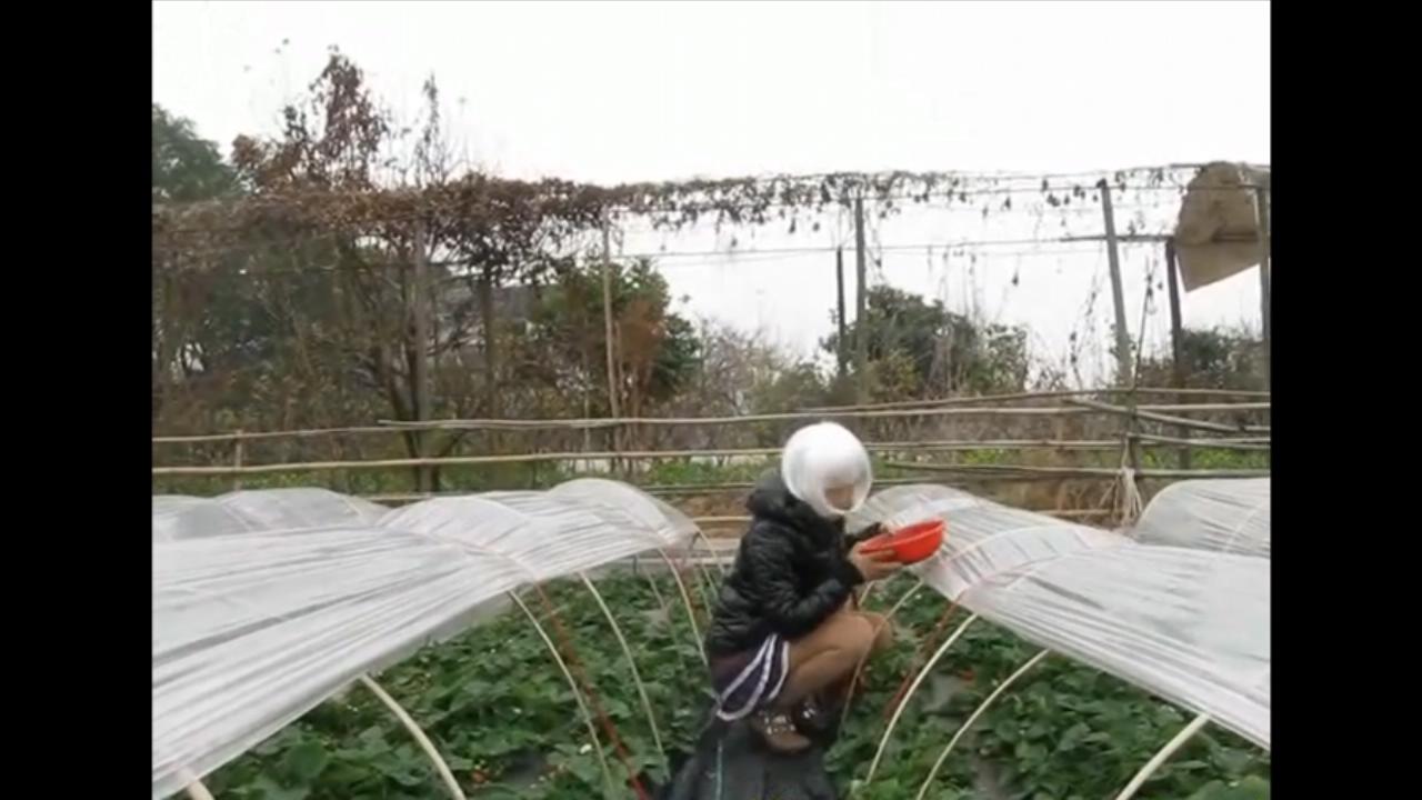 妖狐吧